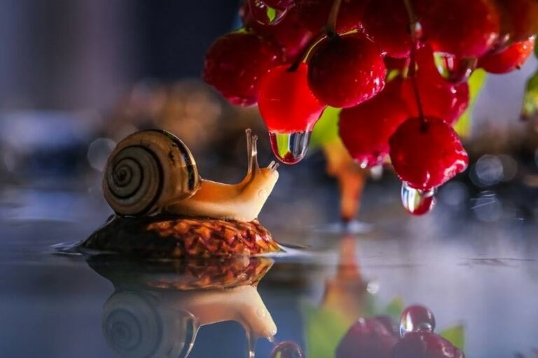 11 Most Famous Macro Photographers To Follow In 2025